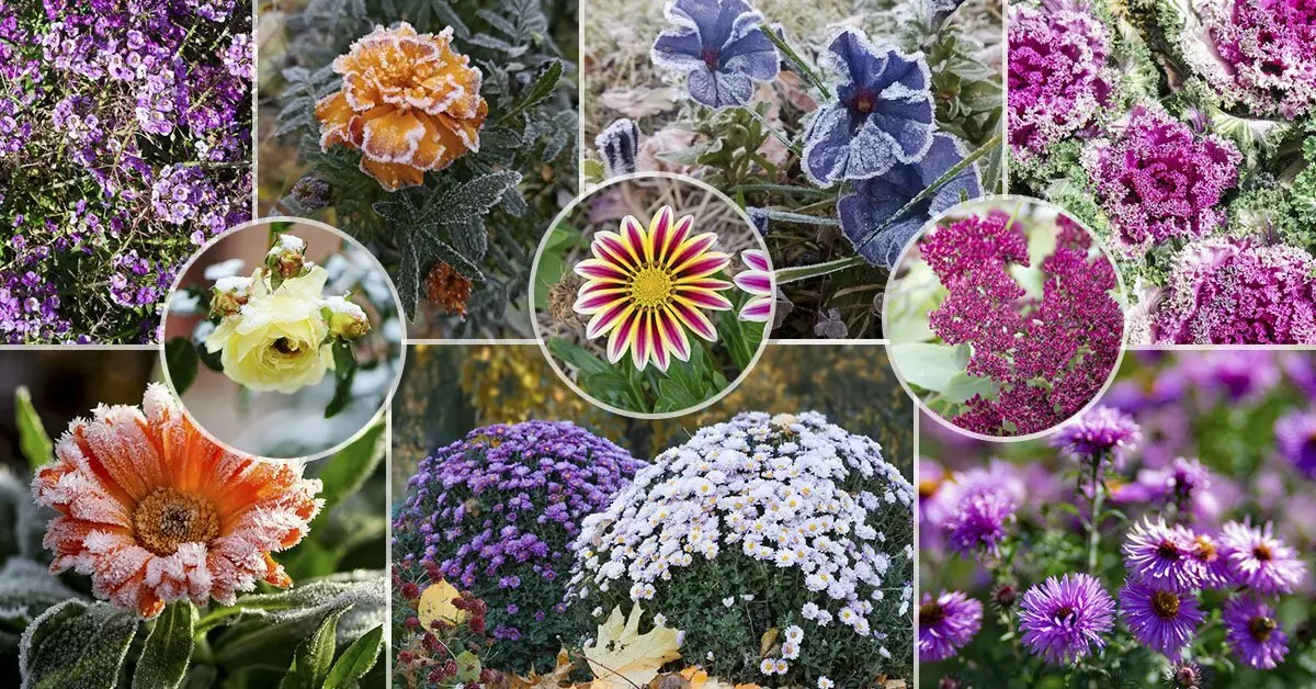 Ce qui fleurit en novembre: 10 couleurs qui décoreront votre jardin au froid