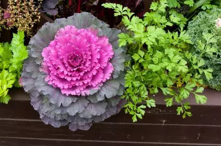 Ce qui fleurit en novembre: 10 couleurs qui décoreront votre jardin au froid 6220_12