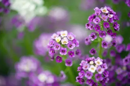 Què floreix al novembre: 10 colors que decoraran el vostre jardí al clima fred 6220_15