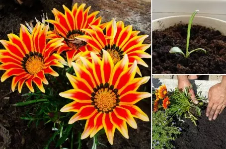 O que floresce em novembro: 10 cores que vão decorar seu jardim para o tempo frio 6220_18