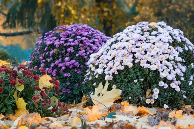 Chrysanthemum