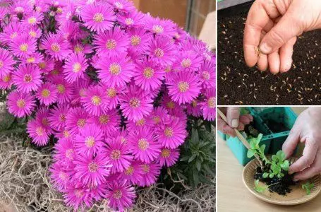 Ce qui fleurit en novembre: 10 couleurs qui décoreront votre jardin au froid 6220_24