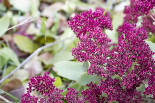 Duanes (Sedum) prominent