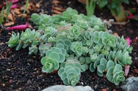 O que floresce em novembro: 10 cores que vão decorar seu jardim para o tempo frio 6220_27