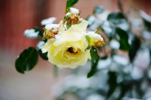 Rose sous la neige