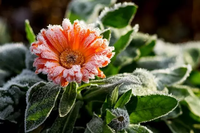 Obraznic (Calendula)