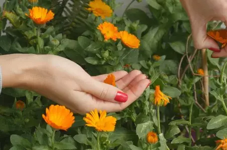 O que floresce em novembro: 10 cores que vão decorar seu jardim para o tempo frio 6220_9