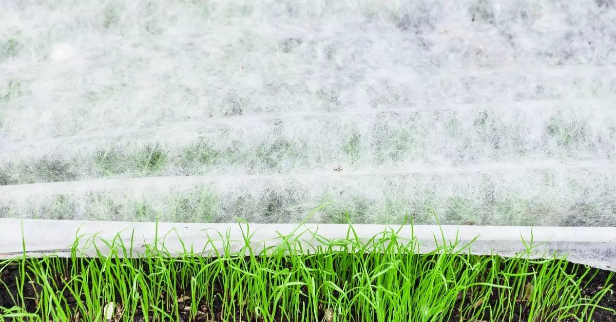 Fan 'e hjittens nei de kjeld - hoe kinne jo helpe om planten temperatuer te oerlibjen