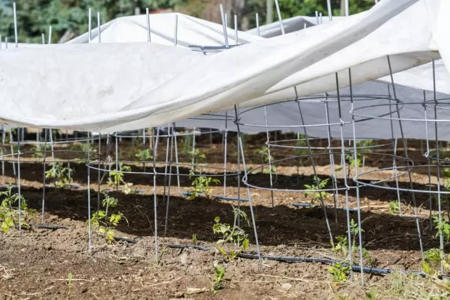 Tomato Shelter ho tloha Heat