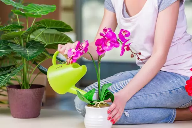 Raid blanc dans des pots de fleurs: qu'est-ce que c'est et s'il est nécessaire de s'en débarrasser