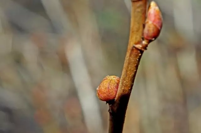 કિસમિસ પર વિકૃત કિડની