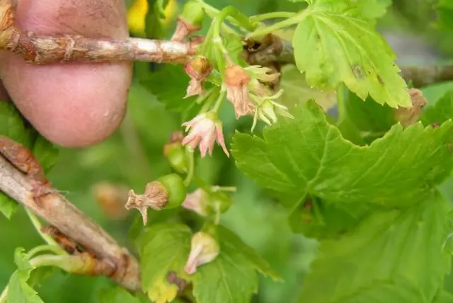 क्षतिग्रस्त currant जोड़े