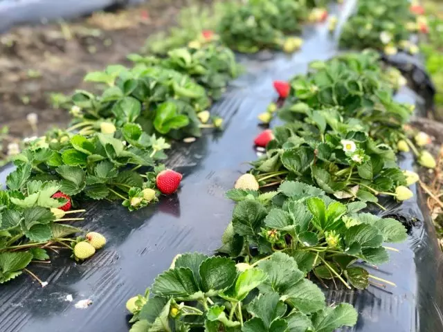 Mulch für Erdbeeren