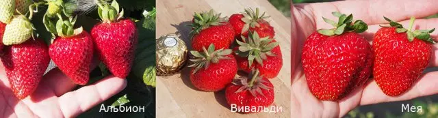 Awọn orisirisi tuntun ti strawberries