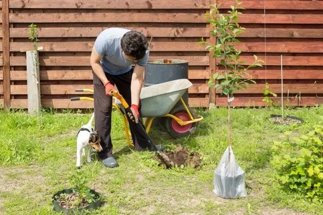 Af hverju ekki Blooms Cherry - 5 mögulegar ástæður og ábendingar Hvað á að gera