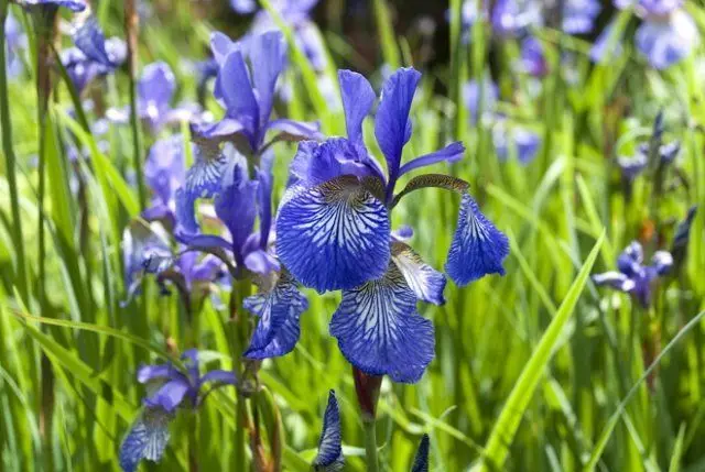 Iris sibirsky