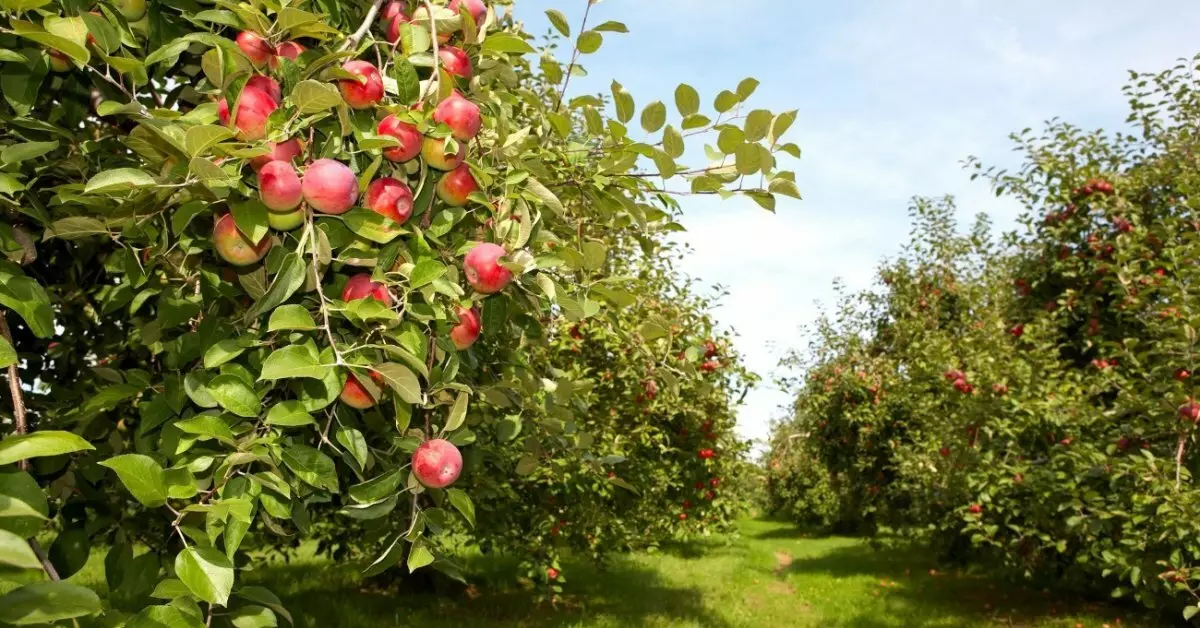 Effektiver Gartenschutz für 5 Schritte