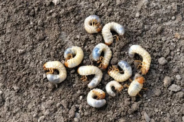 ಮೇ ಝುಕಾ ಆಫ್ ಲಾರ್ವಾಗಳು