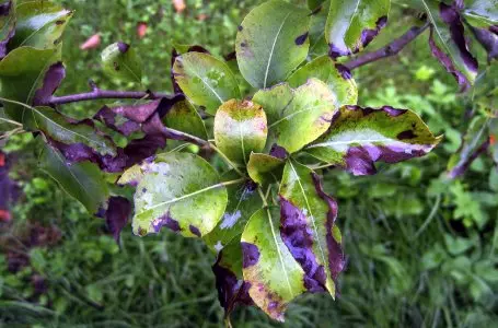Manchas negras en hojas de manzana: razones, prevención, tratamiento 6259_12