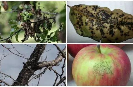 Manchas negras en hojas de manzana: razones, prevención, tratamiento 6259_6