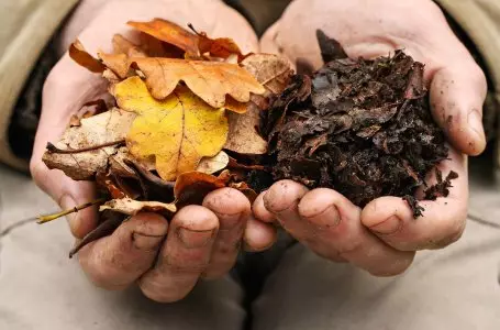 So trimmen Sie die Stachelbeere im Herbst - eine detaillierte Master-Klasse mit einem Foto 625_14