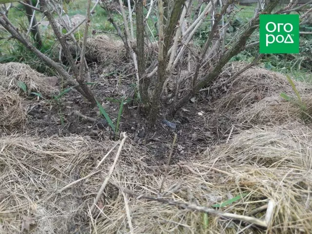 পৃথিবীতে Gooseberry শাখা