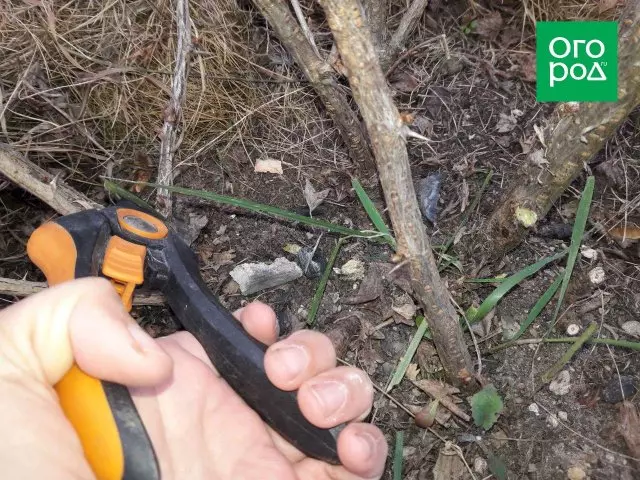 Entfernung von trockenen Bilberry-Zweigen