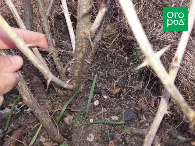 Cropping Gooseberry moodustamine