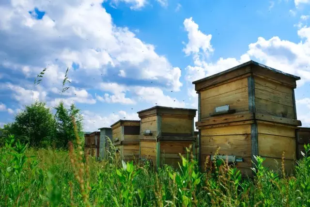 apiary