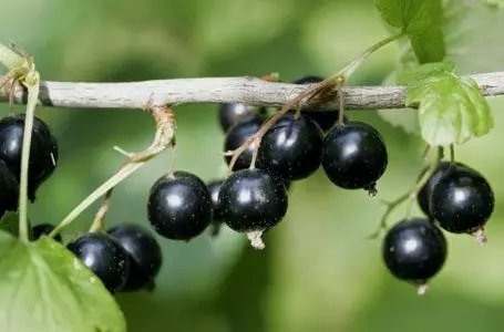 Currant en kruisbessenherfst: de belangrijkste procedures 626_3