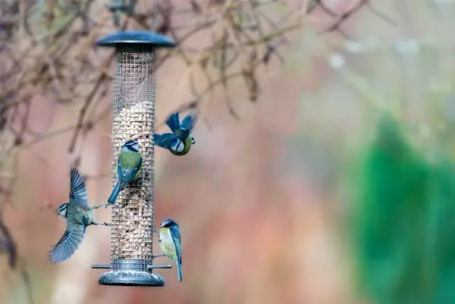 gibres d'oiseaux