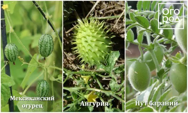 Légumes exotiques