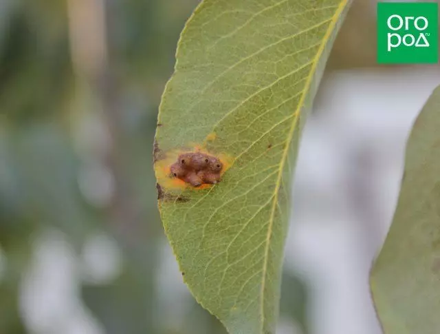 rust cherry