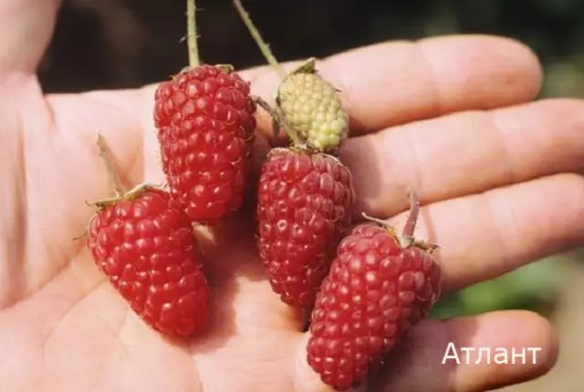 Hagaajinta raspberry atlant