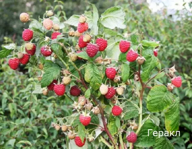 Popravak maline hercules