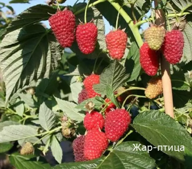 Raspberry တန်းသစ်သား - ငှက်ကိုပြုပြင်ခြင်း