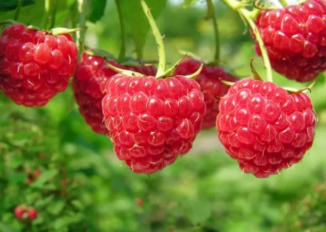 Hagaajinta raspberry koraya