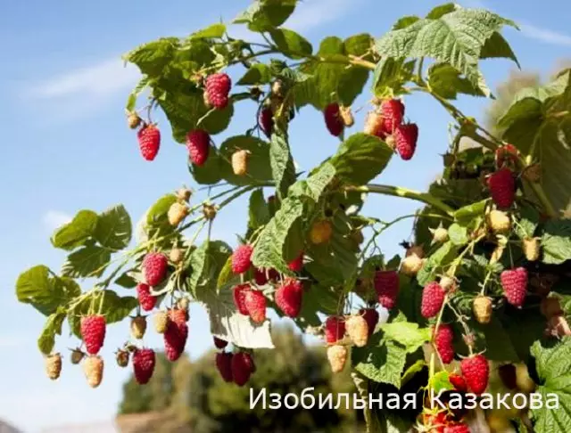 Kukonza rasipiberi cossack cossacks