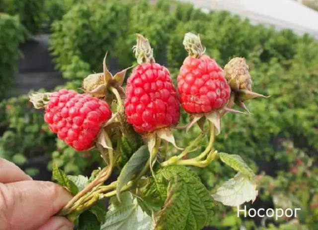 Ngalereskeun raspberry badak