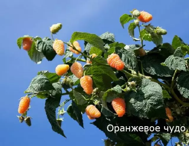 Chitukuko cha Rsipiberi Gawo la Oranje