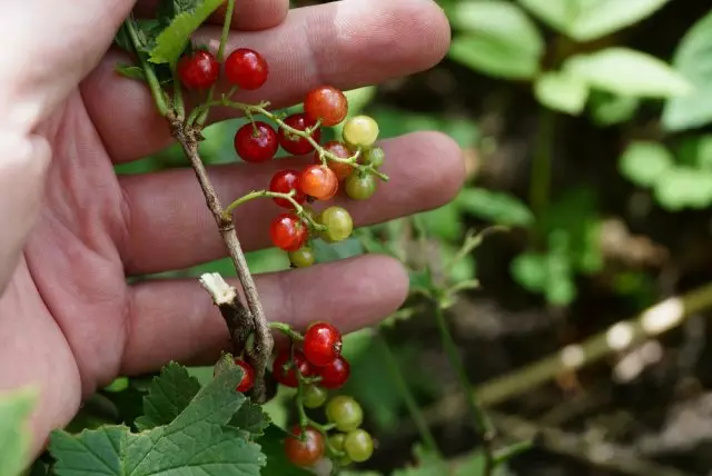 Pula nga Pula nga Currant