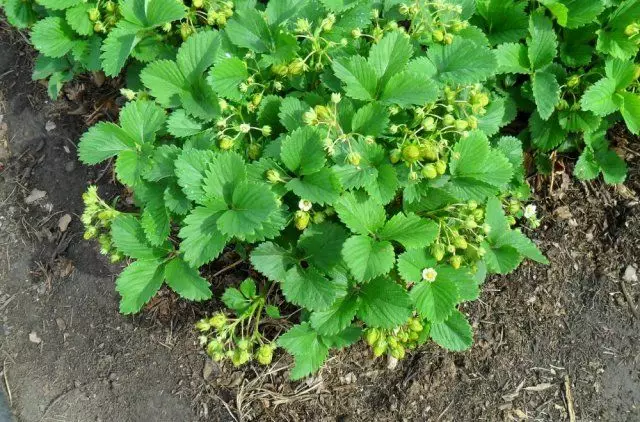 Warring Strawberries.