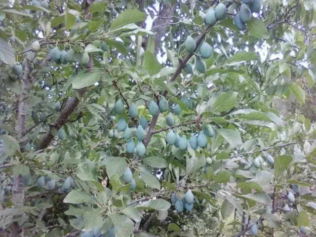 Province of Plums og Alyci