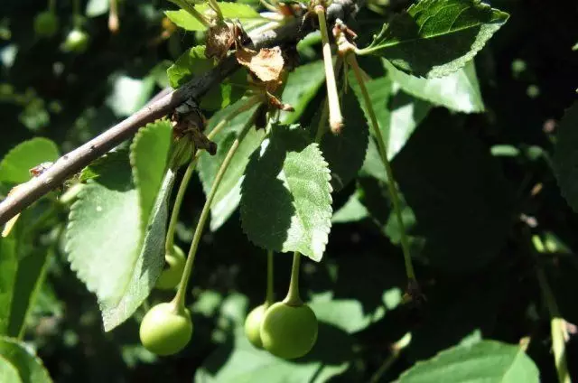 Veggie češnja.