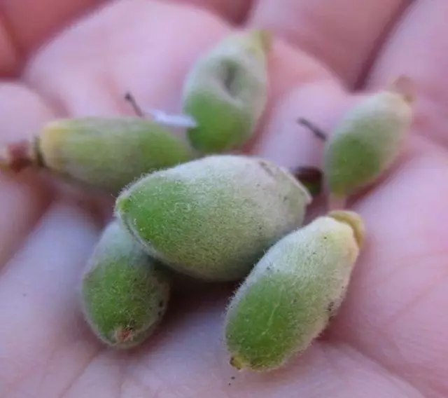 Tỉnh Apricot.