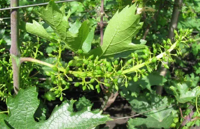 String Grapes.