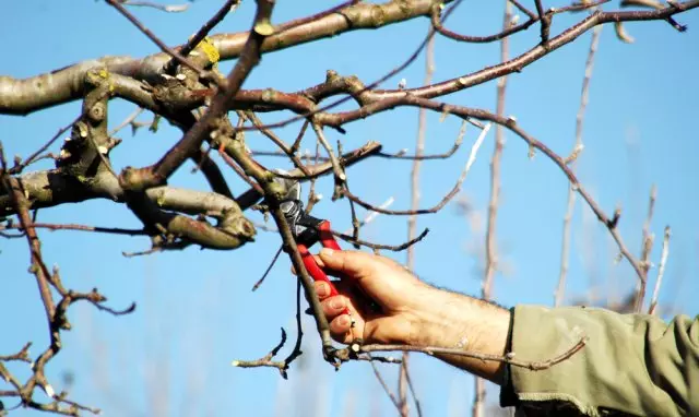 Ծածկելով ծառերը