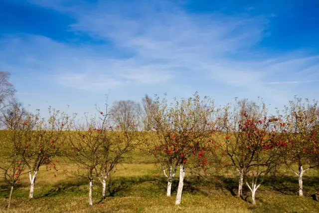 Աշնանը Apple- ի այգին