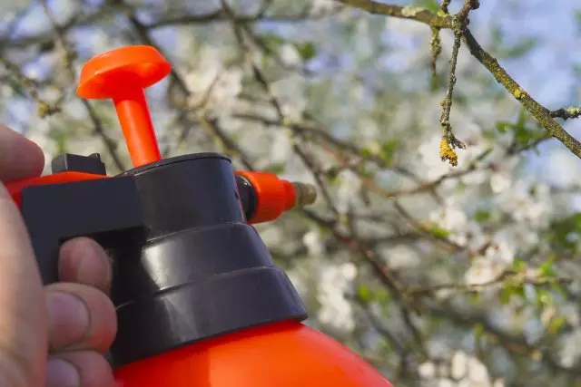 Spraying Fruit Garden.