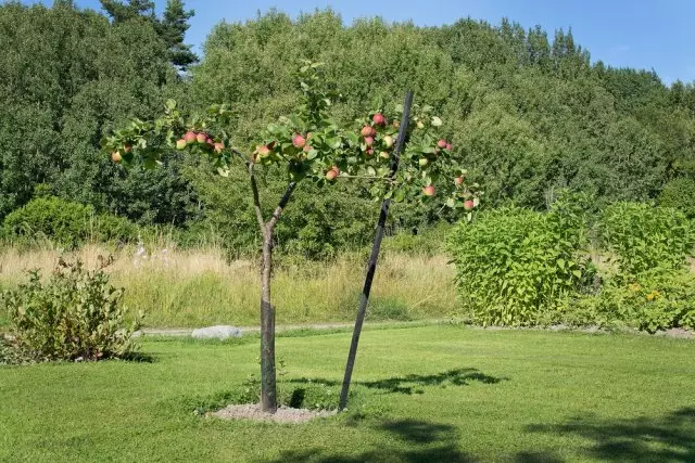 Árboles de copia de seguridad